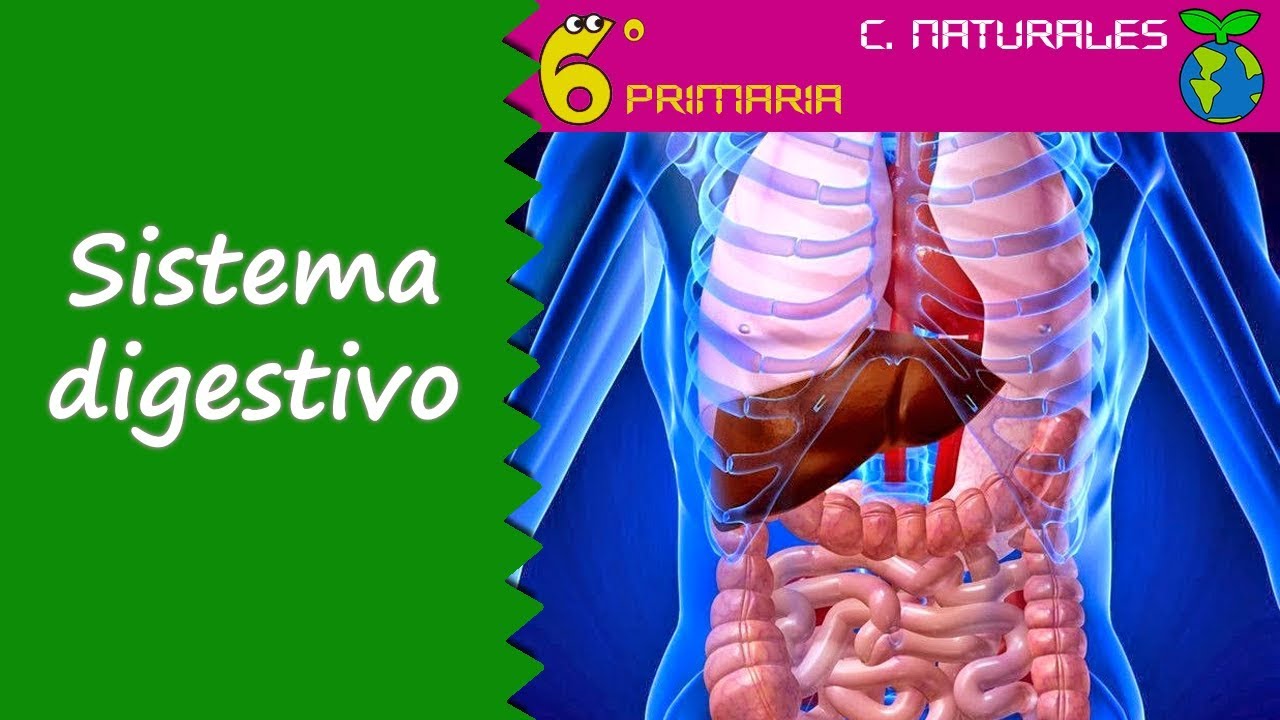 Sistema digestivo. Naturales, 6º Primaria - YouTube