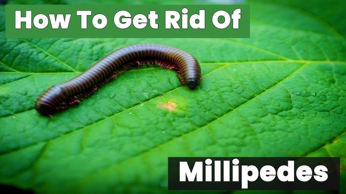 How To Get Rid Of Millipedes In Your Garden | Fasci Garden