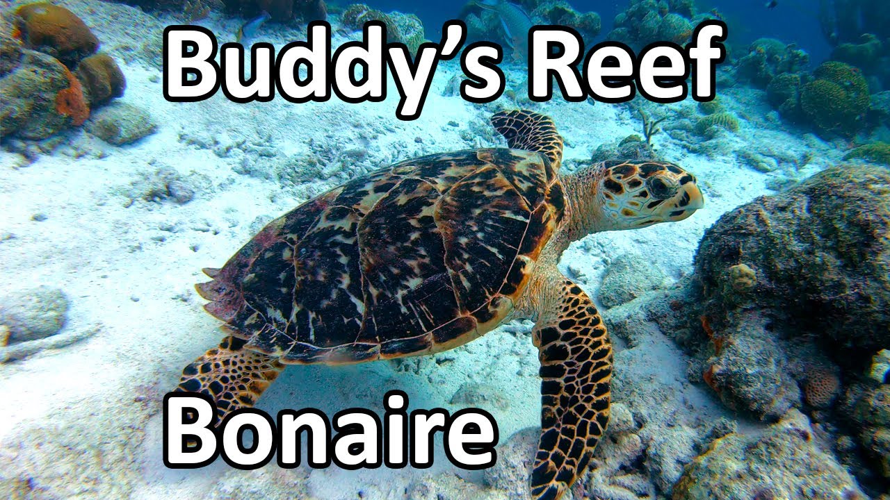 [4K] Buddy's Reef, Buddy Dive, Bonaire 🇧🇶 - YouTube