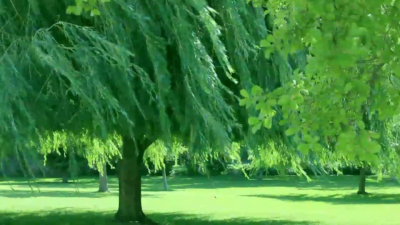 Tree live background video. - YouTube