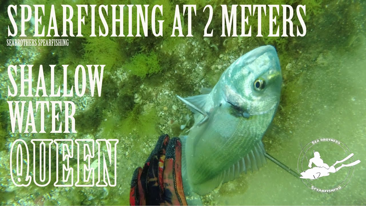 Spearfishing at 2 Meters / Aναζήτηση της Τσιπούρας στα ρηχά / SHALLOW ...