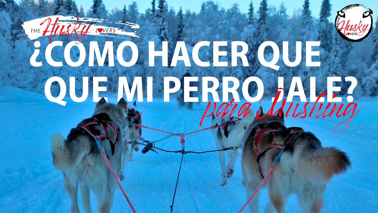 ¿Como hacer que mi perro jale en mushing? - YouTube
