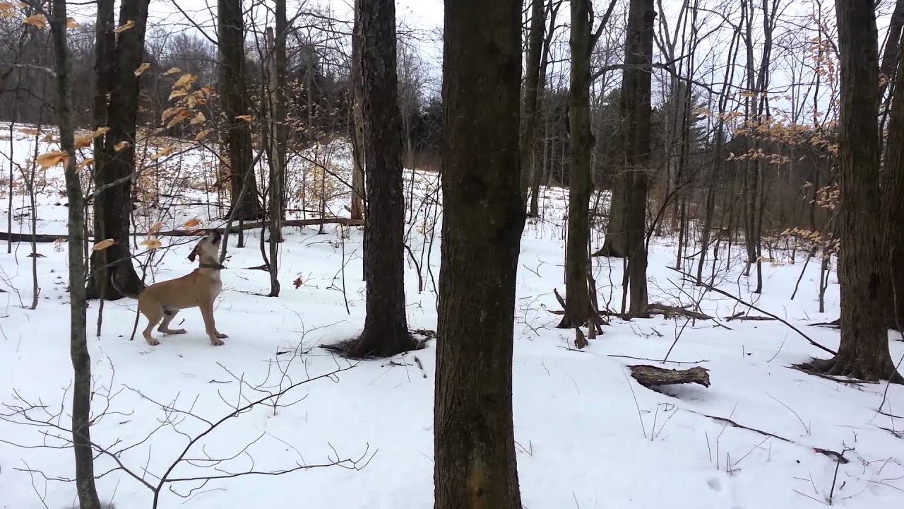 Ladner Black Mouth Cur, Rusty timbering squirrel - YouTube