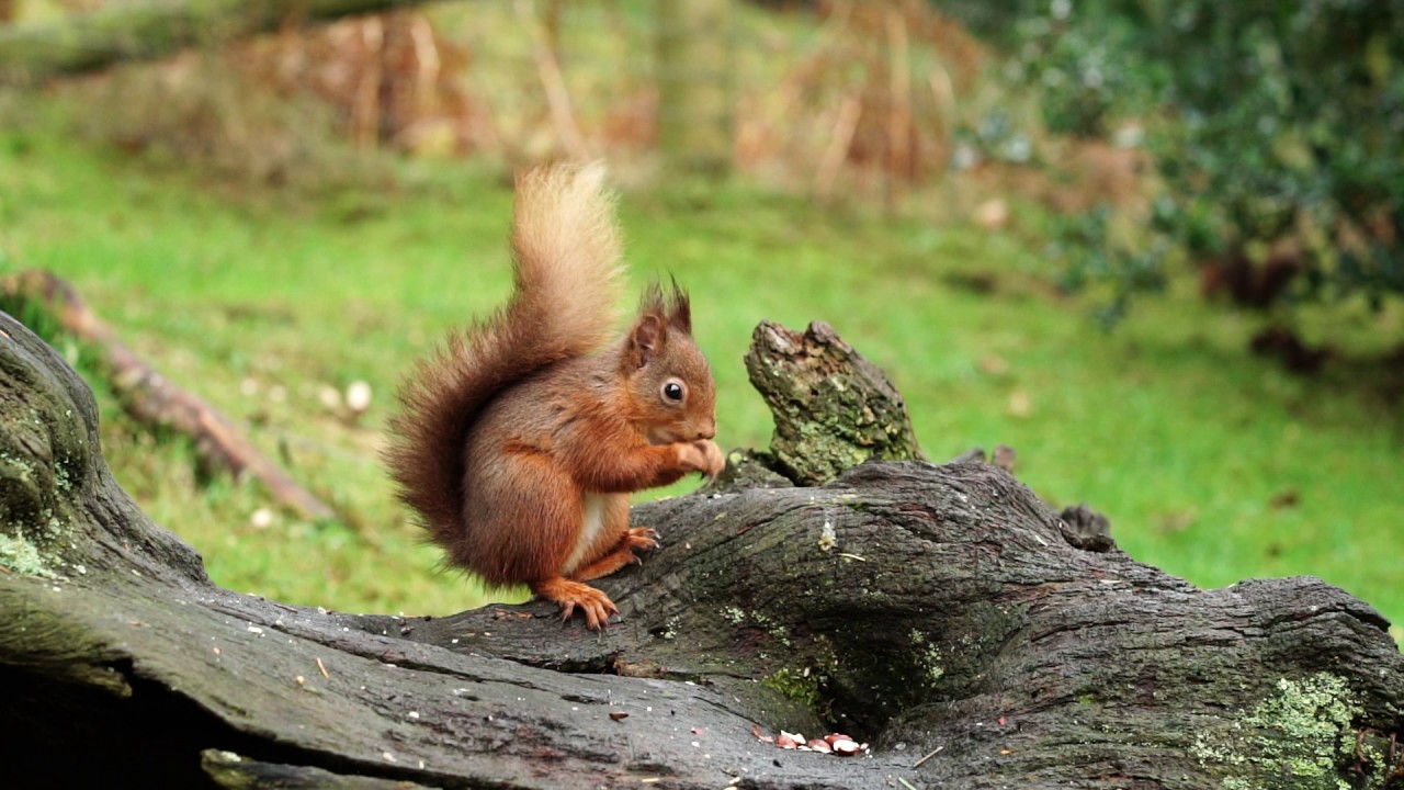 Forest How Red Squirrels 7th December 2016 (1) - YouTube