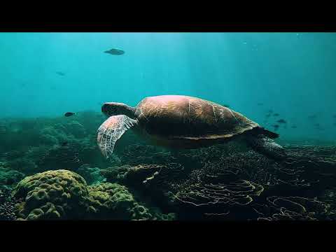 LABUAN BAJO CINEMATIC VIDEO