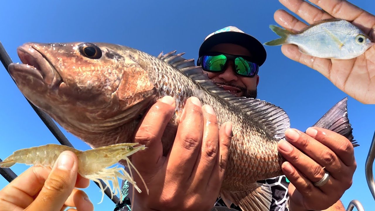 JETTY AND BRIDGE Fishing Packery channel with live SHRIMP and MOJARRA ...