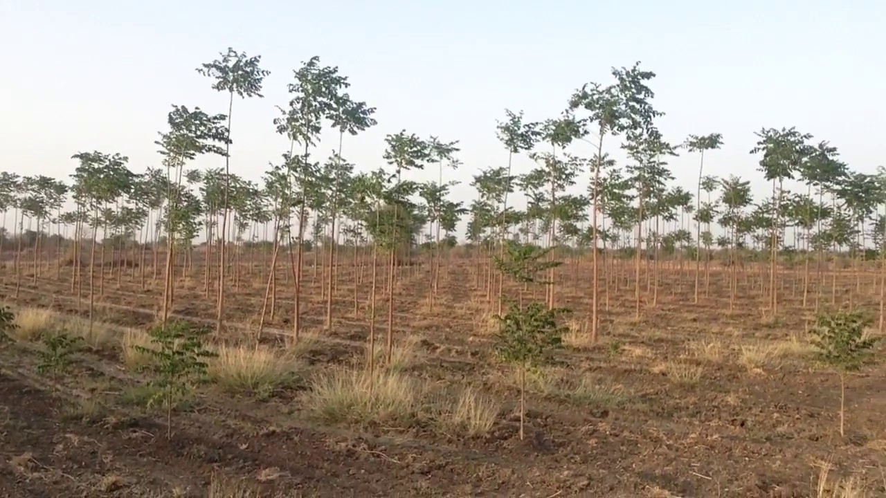 Milya Dubya tree farming- Dhansura, Gujarat tree farming - YouTube