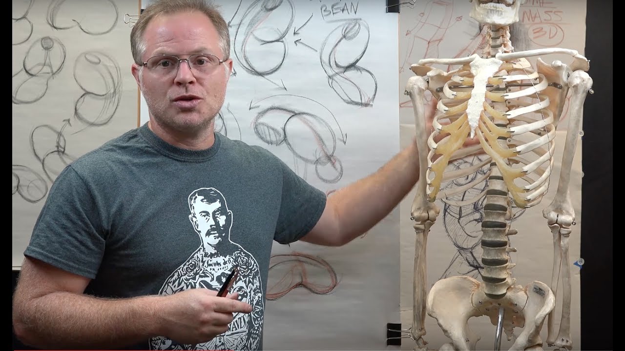 THE FIGURE: Drawing the Torso a.k.a. THE LIMA BEAN FORM - YouTube