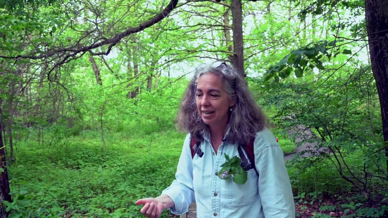 A Walk Through Bartram's Garden with Alison Hawver McDowell - YouTube