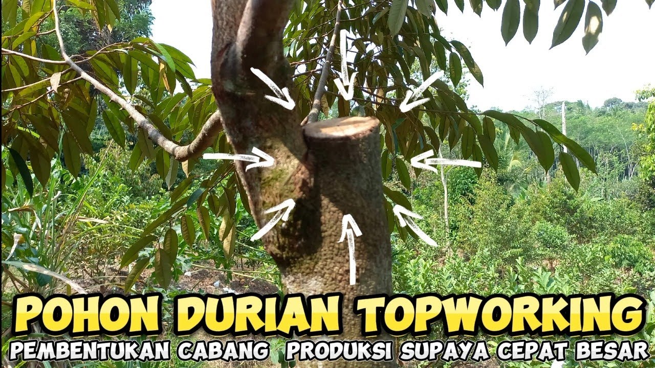 PEMBENTUKAN CABANG PRODUKSI POHON DURIAN HASIL TOPWORKING MK OCHEE DAN BAWOR - YouTube
