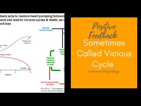 Positive Feedback Mechanism (Sometimes called Vicious Cycle) in Human ...