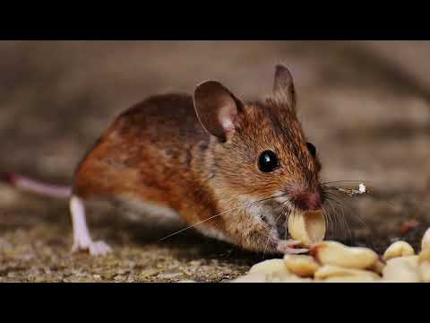 Suono che distrugge topi e ratti | Repellente anti topo | I topi lasceranno la casa per sempre |