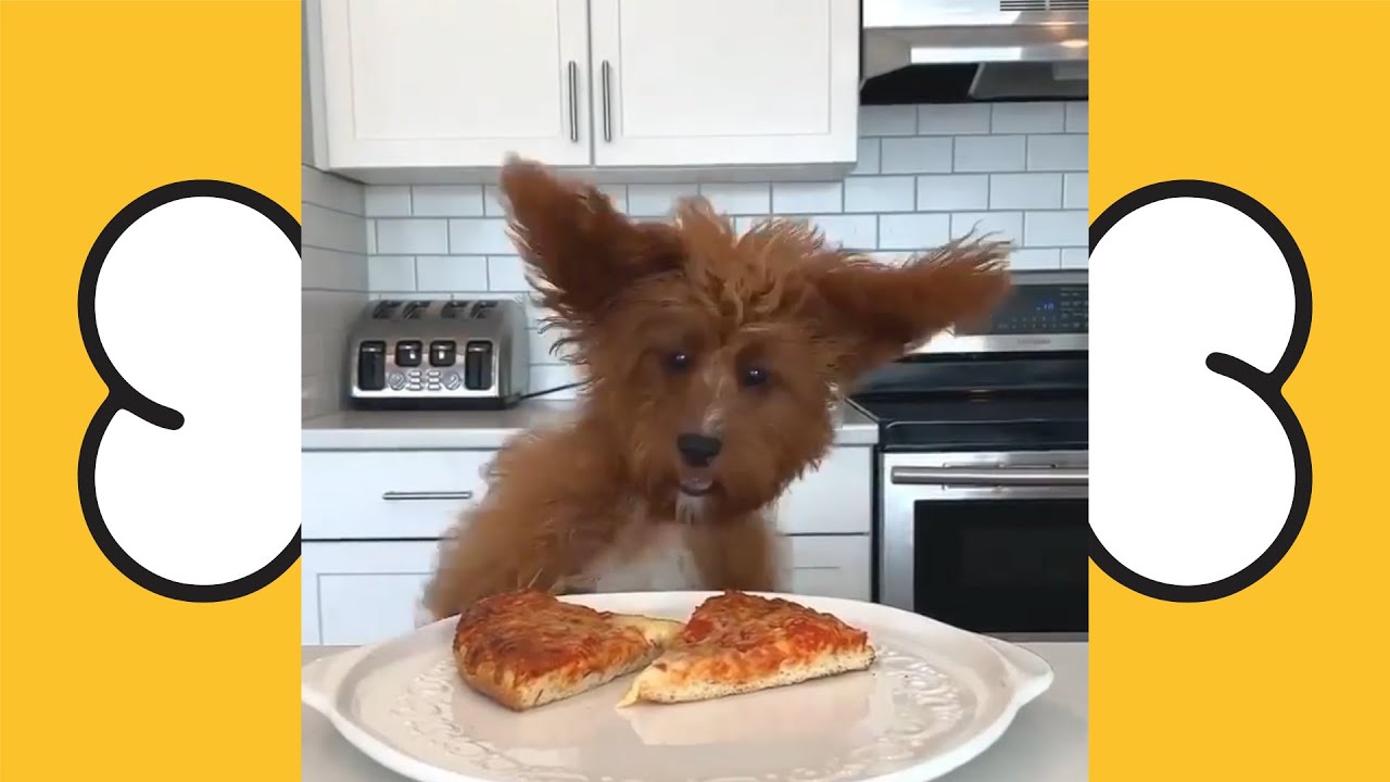 BEST DANK DOG MEMES COMPILATION OF 2020 PART 27 (TikDogzz) - YouTube