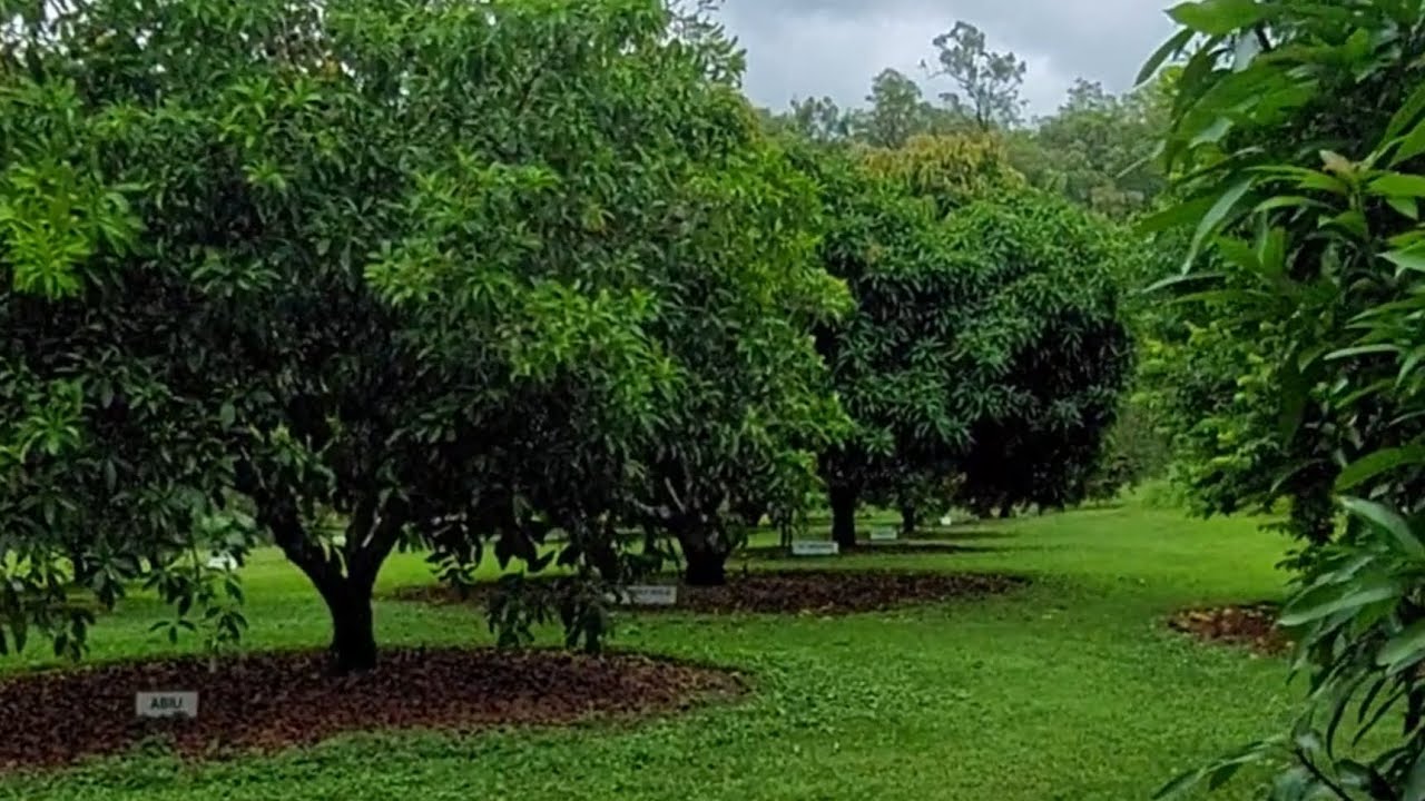 Fruit Tree Orchard tour at 'Frosty Mango' in Townsville, Queensland, in ...