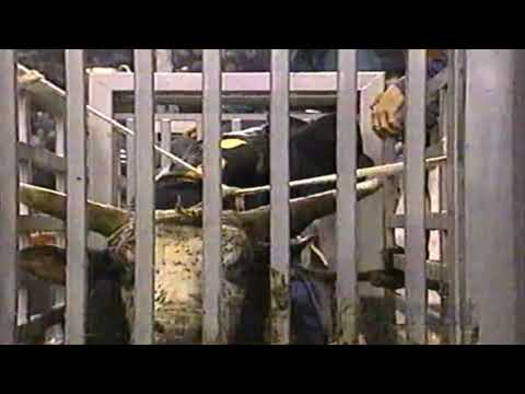 Wild Child bucks Clint Branger - 97 PBR Portland - YouTube