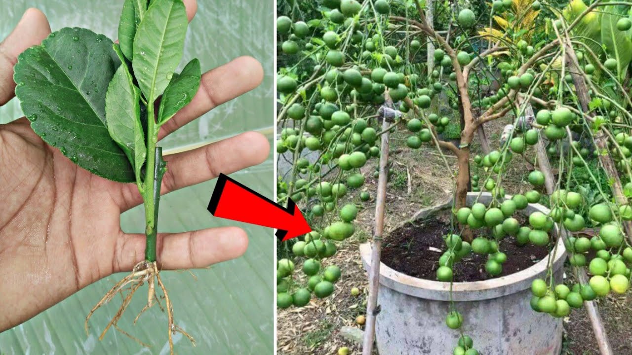 Best Method Grafting Lemon Tree Use Aloe Vera and Lemon | Very Simple ...