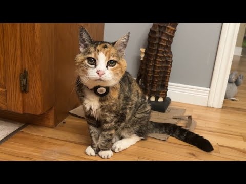 Ancient Cat Adored for a Lifetime | 25 Years Old and Miss Muffy is ...