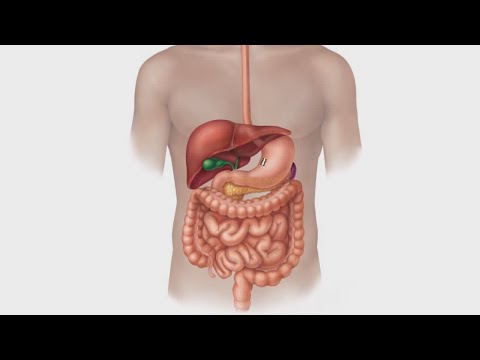 SİNDİRİM SİSTEMİ 3 BESİNLERİN KİMYASAL SİNDİRİMİ