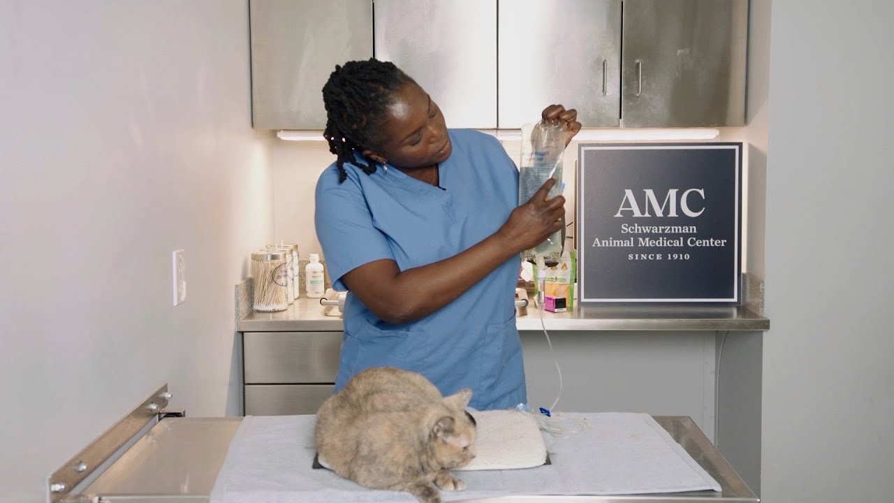 How to Give Subcutaneous (SQ) Fluids to Your Pet - YouTube