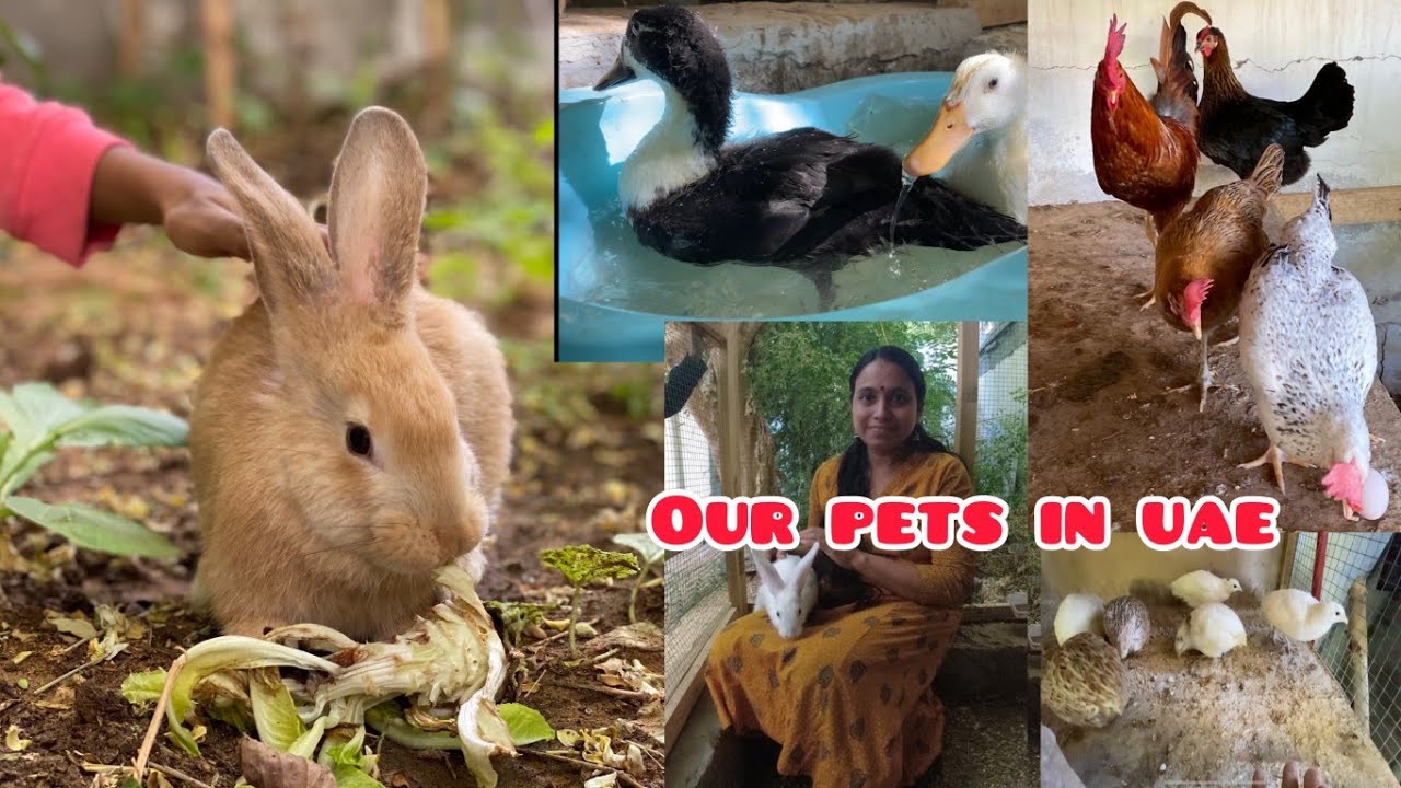 Pets in our farm in Sharjah - UAE ഞങ്ങളുടെ pets... - YouTube