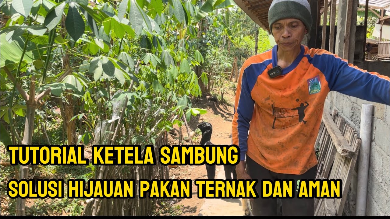 Dua manfaat dari ketela sambung Solusi pakan ternak - YouTube