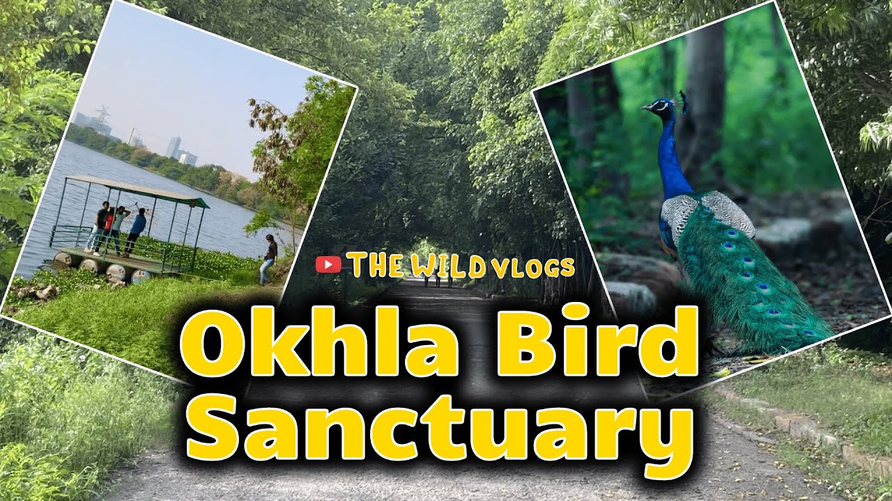 Okhla Bird Sanctuary Noida | best time to visit (Dec-Feb) Okhla Bird ...