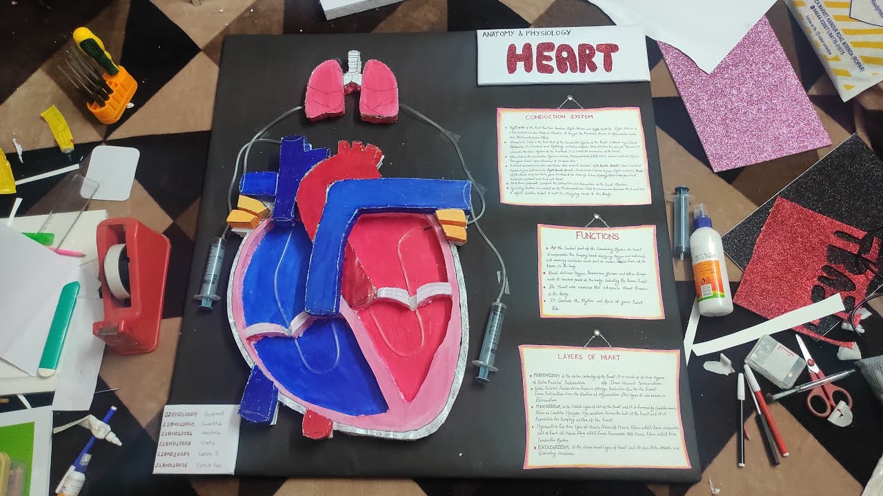GROUP PROJECT 🥴 || WORKING HEART MODEL🫀 - YouTube