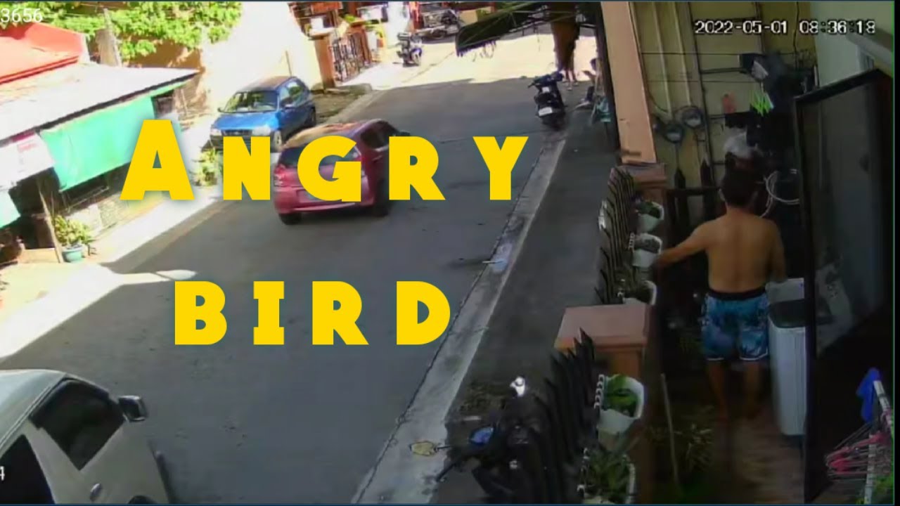 Bird attack - YouTube