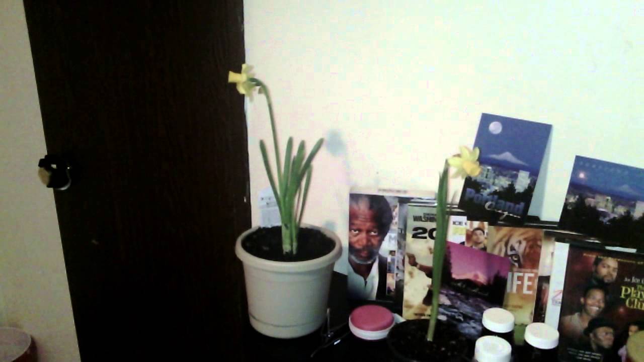 KIMS CLAPPING FLOWER - YouTube