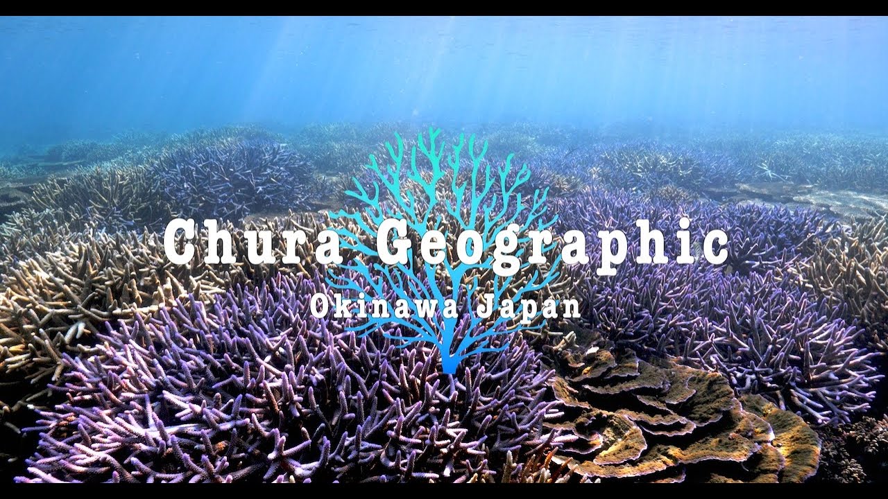 [4K] Beautiful Coral Reef Okinawa #82 EOS 1DX Mark II Nauticam 沖縄 本島 ...