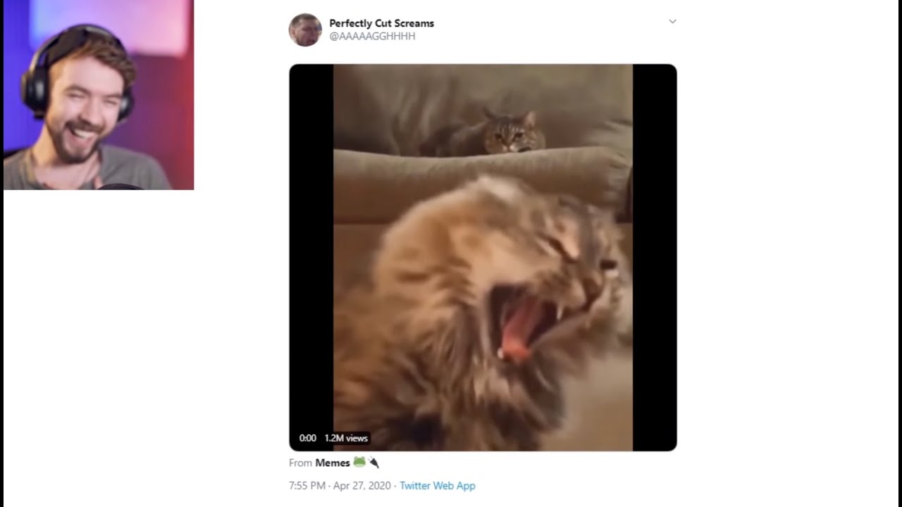Screaming Cat - YouTube