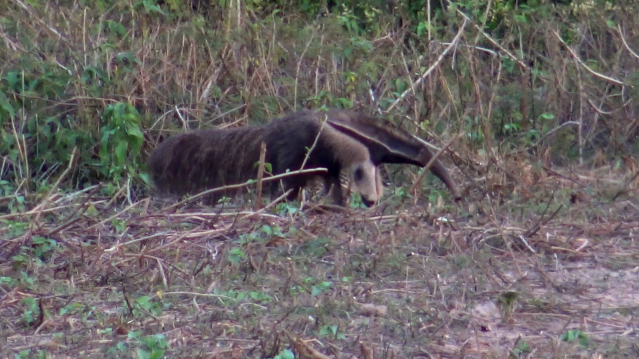 Giant Anteater in Pantanal, Brazil - YouTube