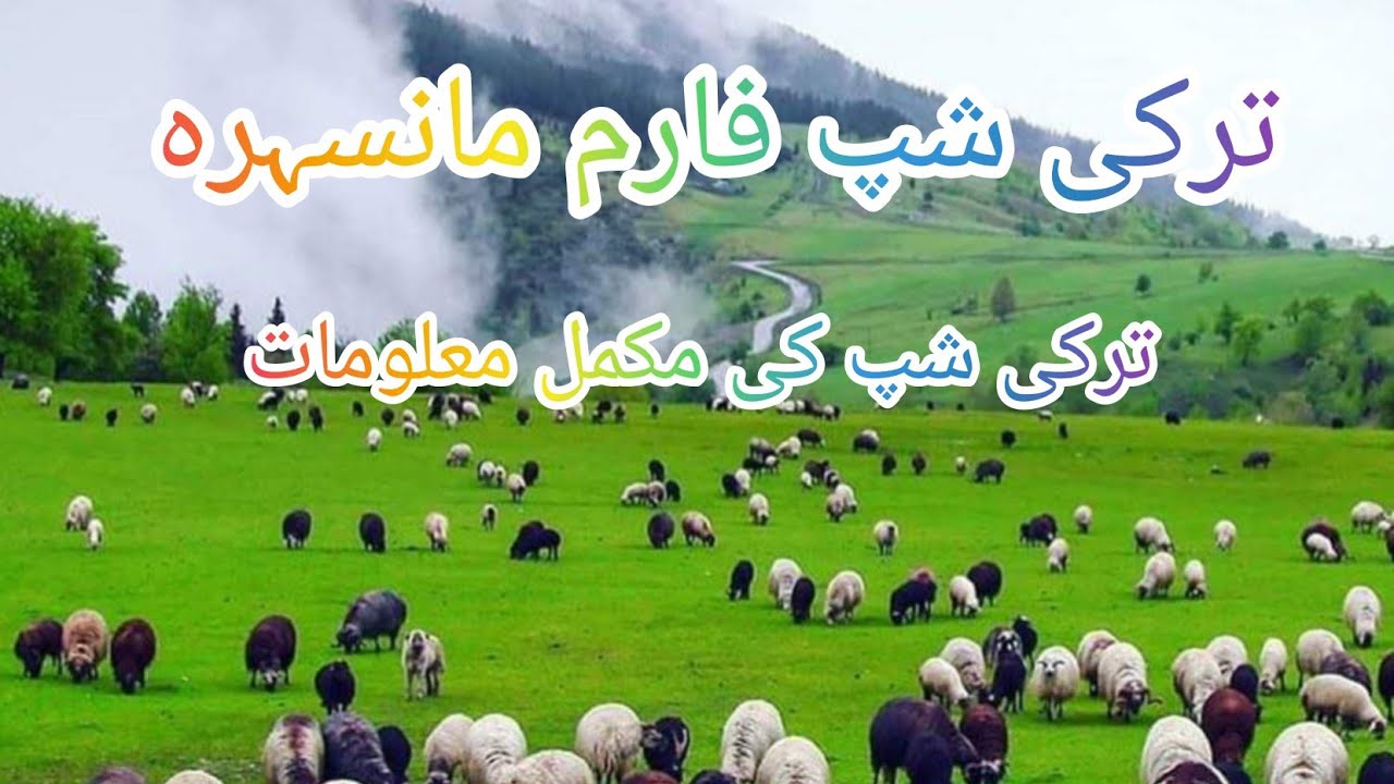 Turkey Sheep From Mansehra - YouTube