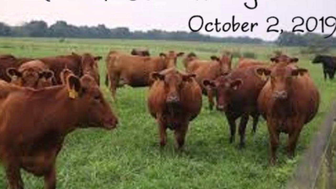 R-CALF USA's Weekly Address - YouTube