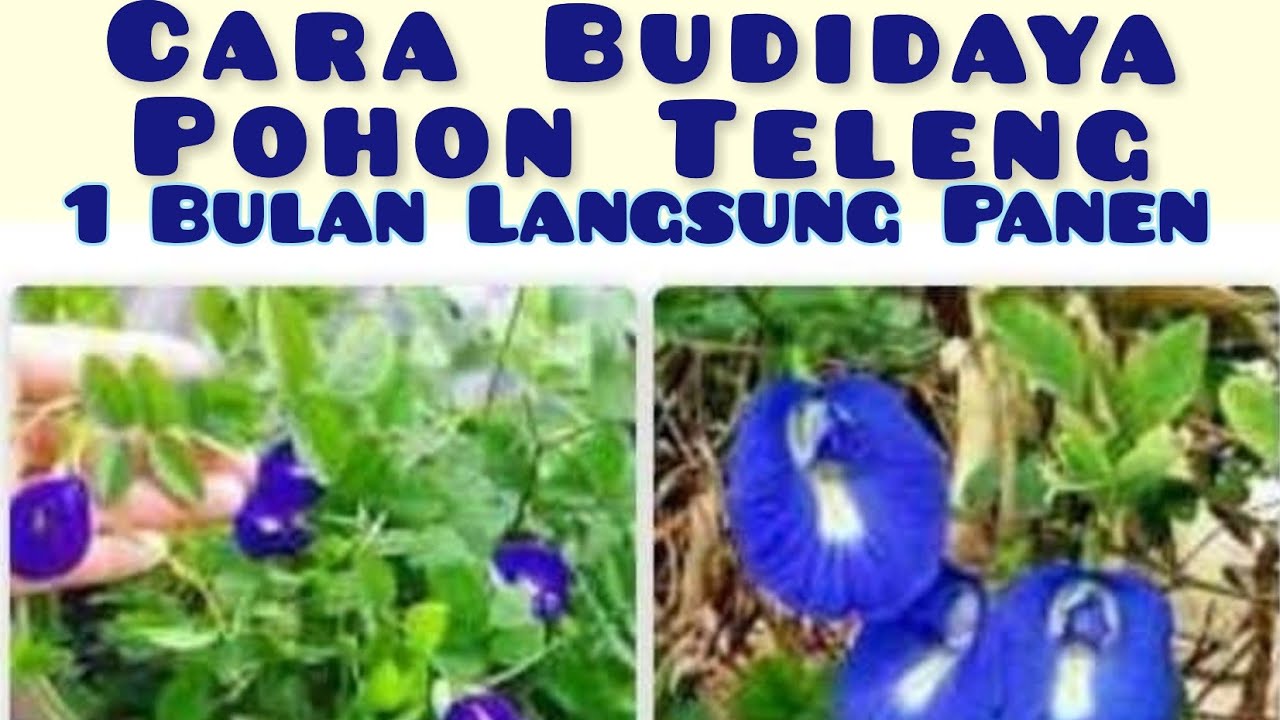 CARA MEMPERBANYAK BUNGA TELANG | BUDIDAYA POHON TELANG - YouTube