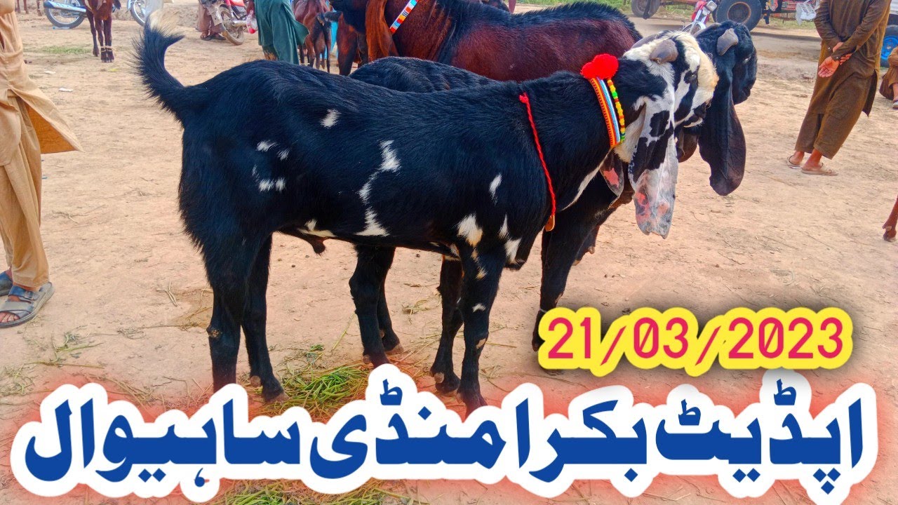 Update Bakra mandi sahiwal ! Malik Farid Dairy Farm! - YouTube