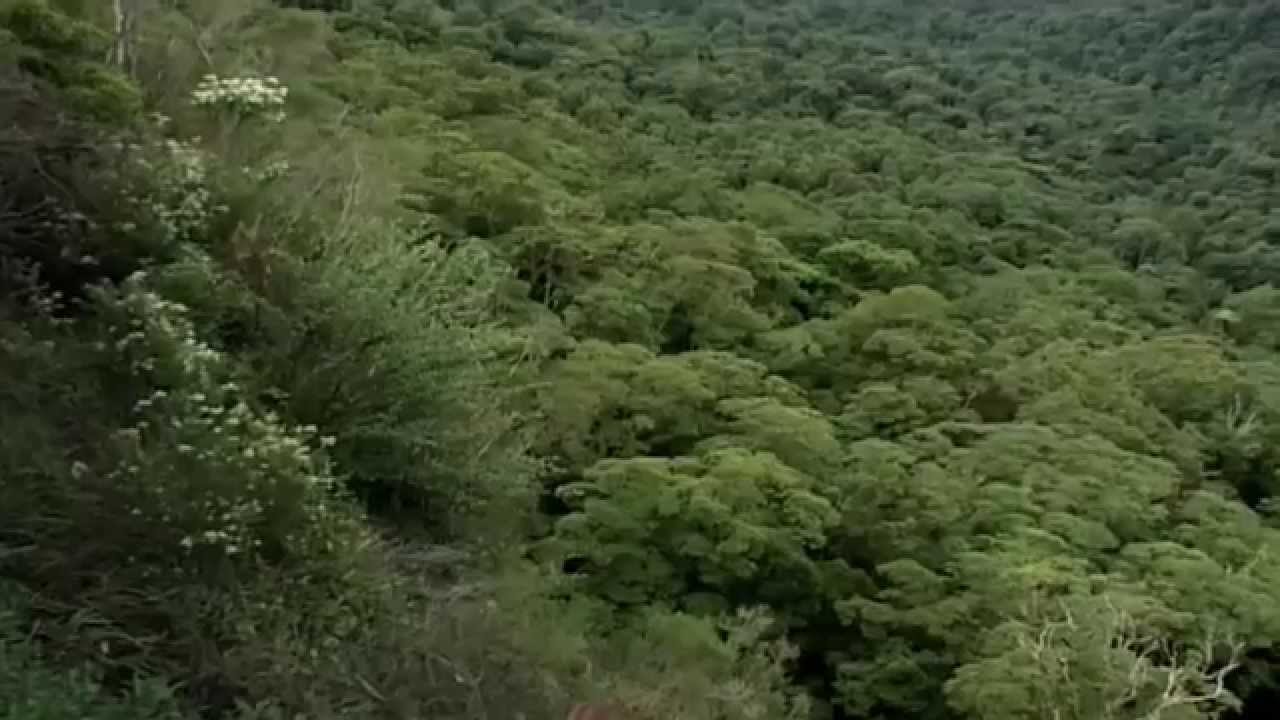 TRAILER 2: Terence McKenna's True Hallucinations - YouTube