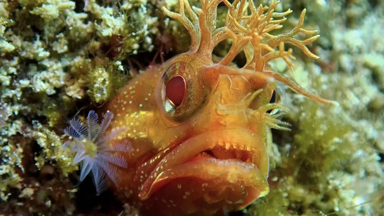 Yellowfin fringehead - YouTube