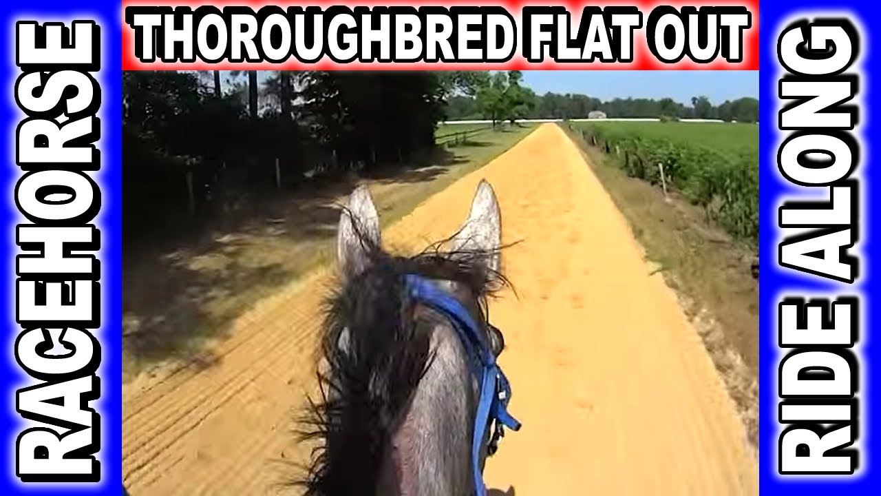 GoPro Jockey Cam Race Horse FAST FILLY! - YouTube