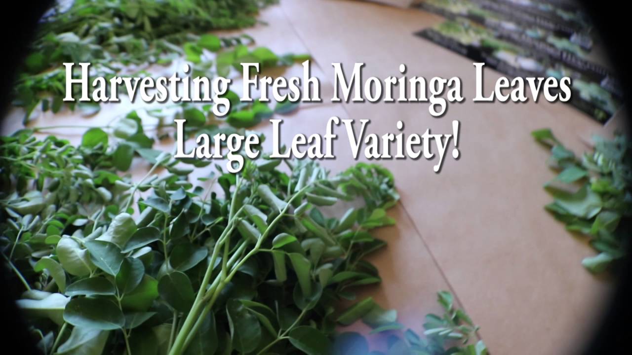 Harvesting Fresh Moringa Leaves Large Leaf Variety - YouTube