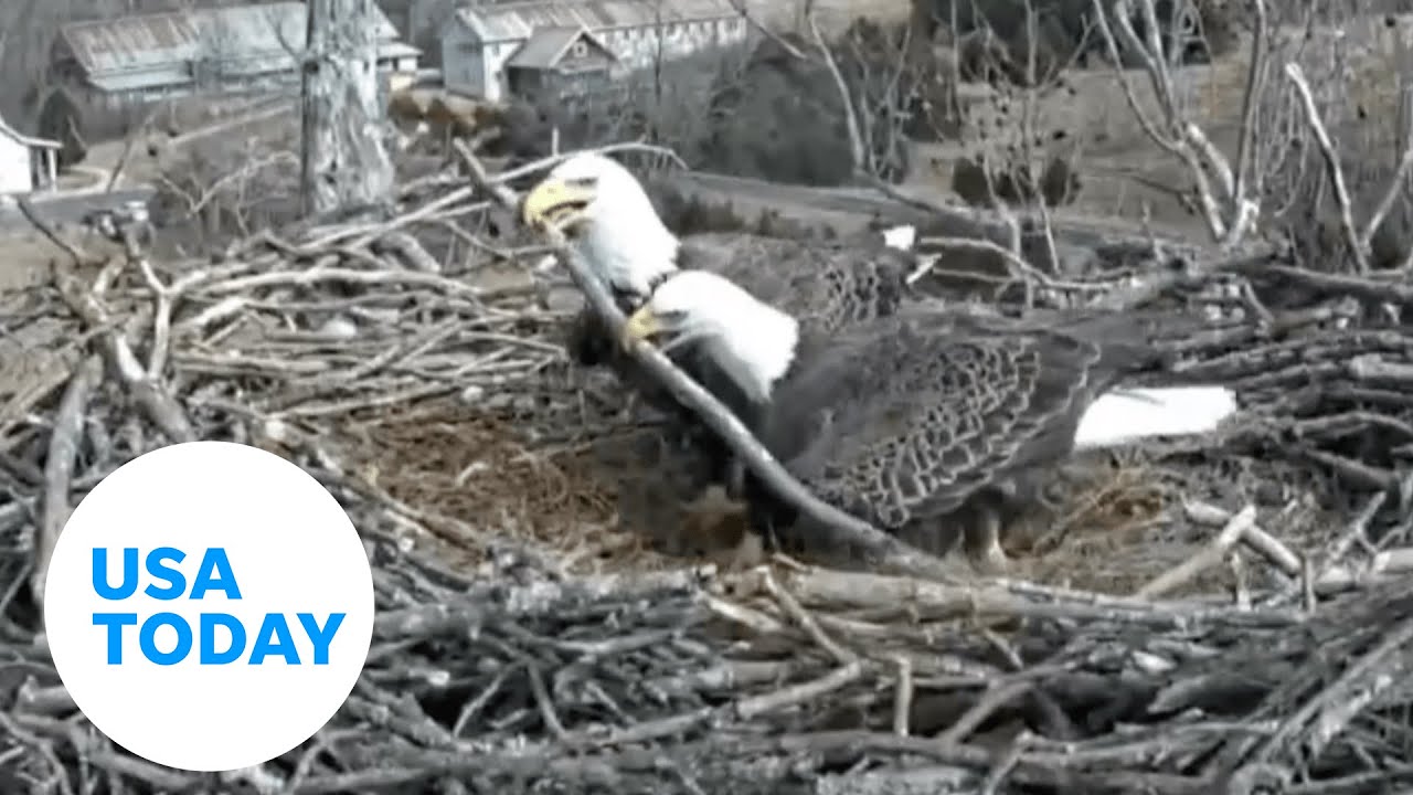 Bald eagles know nest building means bonding time | USA TODAY - YouTube