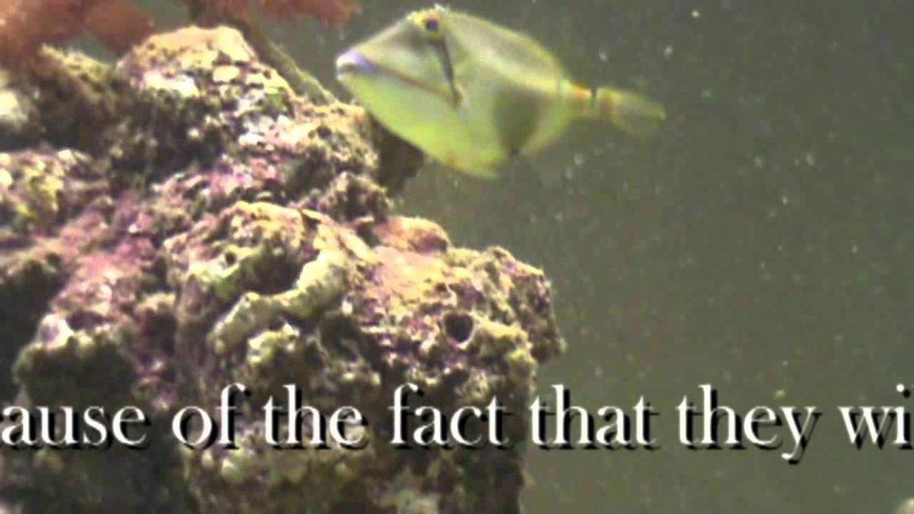 The Basic about the Bursa Triggerfish - YouTube