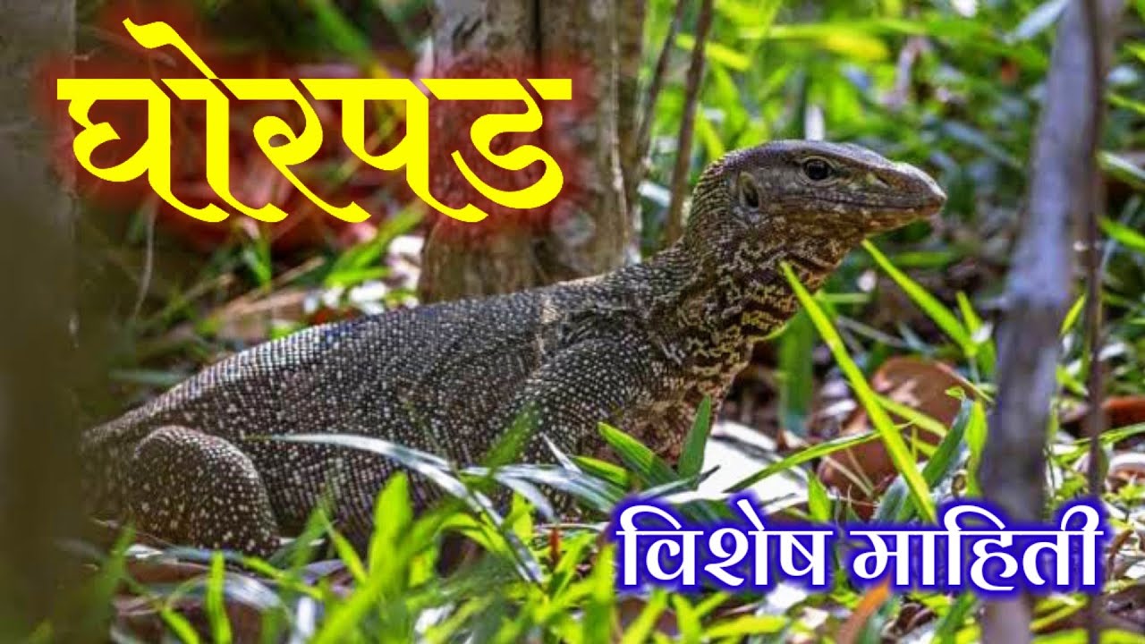 घोरपड माहिती | ghorpad mahiti - YouTube