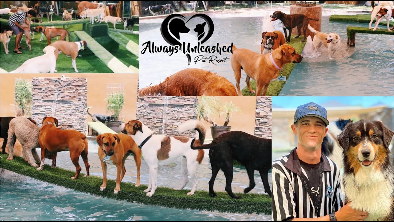 Always Unleashed dog daycare, boarding, training - YouTube