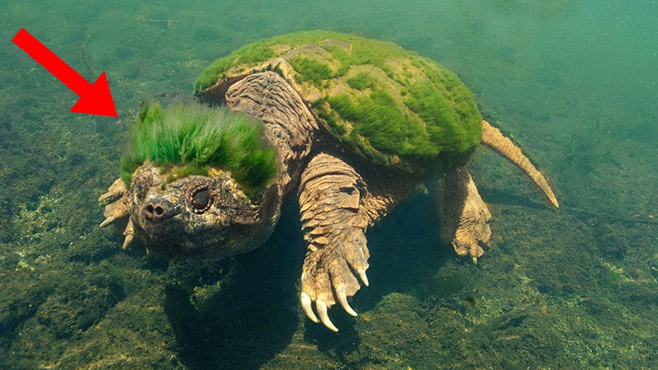 STRANGEST Animals That Actually Exist! - YouTube