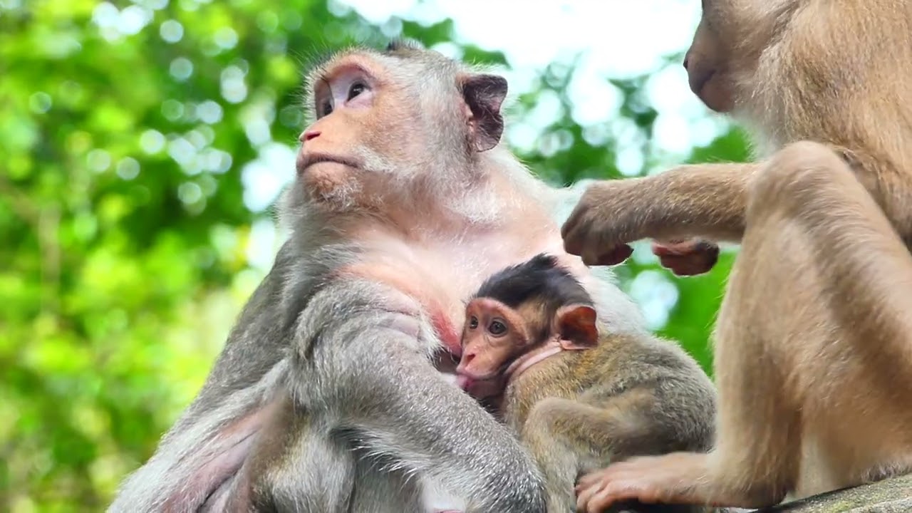 Little Monkey Bella cry call Mama Berry want milk Mama came to comfort ...