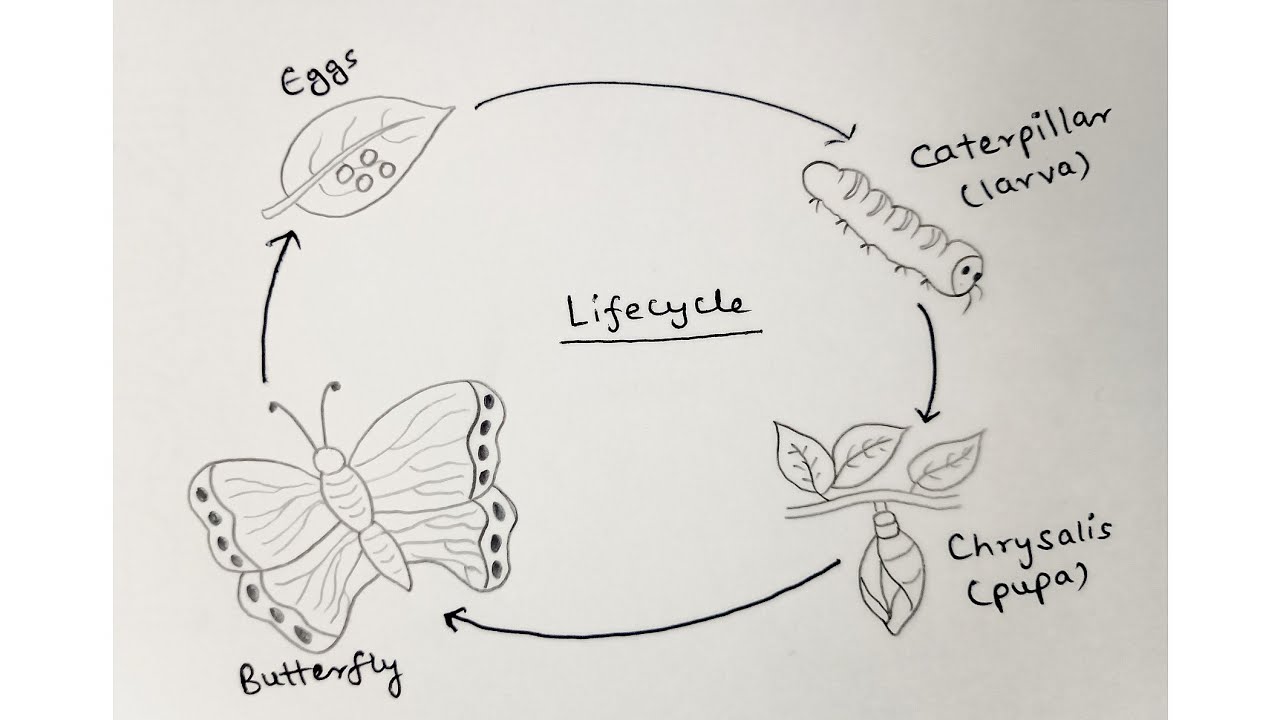 How To Draw Life Cycle Of Butterfly Step By Step Drawing For Beginners how-to-draw-life-cycle-of-butterfly-step-by-step-drawing-for-beginners