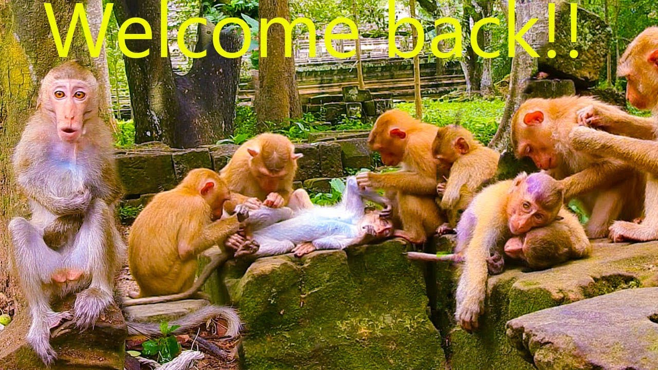 OMG First day welcome back, Dawn become queen of troop, all miss her ...