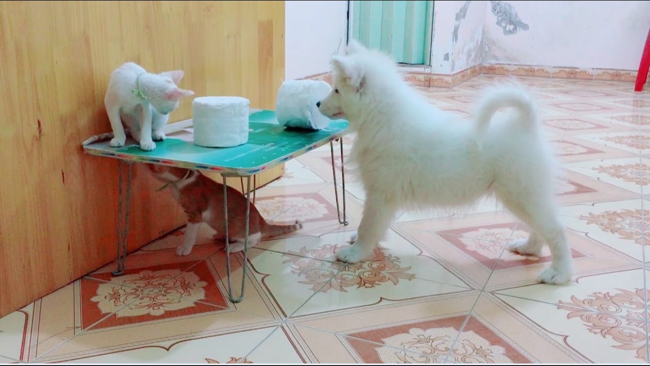 Sam's cute watchdog | Best funny dog and cat videos - YouTube