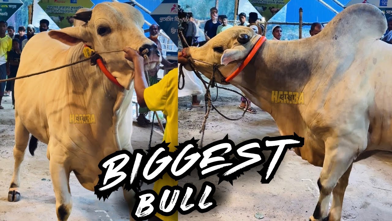 Biggest Bull Of Sadeeq Agro 2024 সাদিক এগ্রোর সবচেয়ে বড় সিব্বি ষাড় # ...